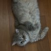 Иконка канала ИгрUша CAT