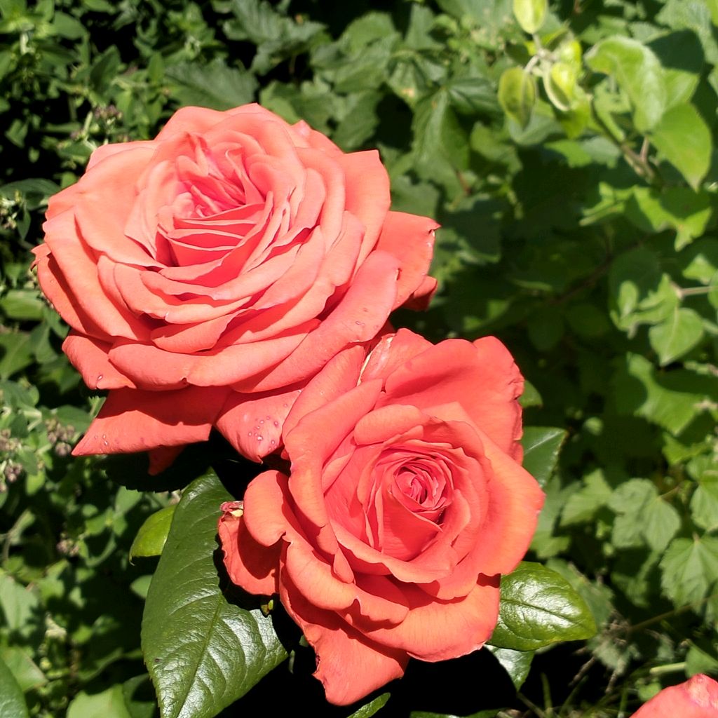 Иконка канала Garden/With/Love