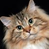Иконка канала channel79628626