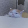 Иконка канала nennikk