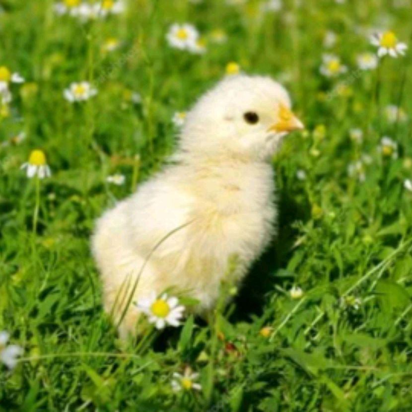 Иконка канала Максицыпа🐣🐣🐤🐤