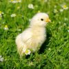 Иконка канала Максицыпа🐣🐣🐤🐤