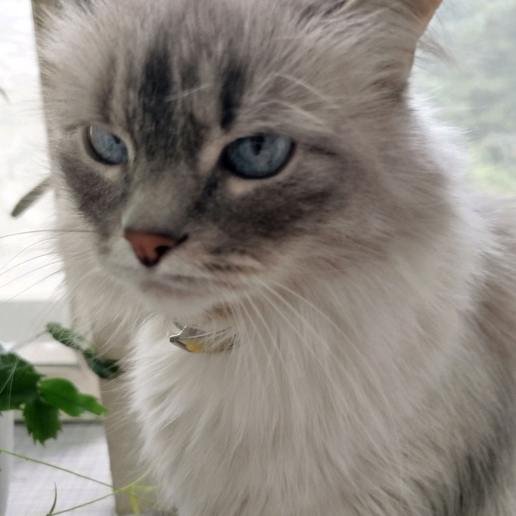 Иконка канала Cat.Toffi💫✨