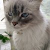 Иконка канала Cat.Toffi💫✨