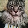 Иконка канала Kis_Kris