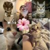 Иконка канала 🌺kiti~kat🌺
