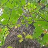 Иконка канала Природа возле нас