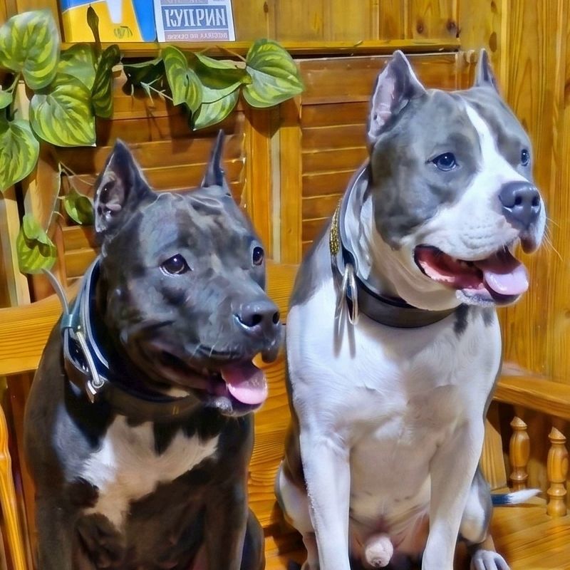 Иконка канала AMSTAFF — всё о породе без мифов.