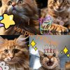 Иконка канала Это Кот Рус 😸😺