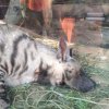 Иконка канала Якут и Сокол