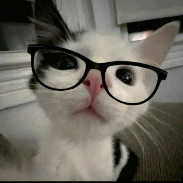 Иконка канала Котик мяу