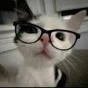 Иконка канала Котик мяу
