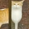 Иконка канала Eva Cat 😸и Басик