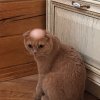 Иконка канала memovskoe