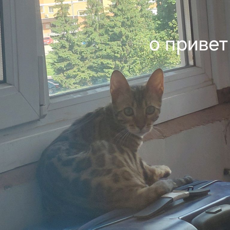Иконка канала Мой Кот Симба