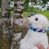 Иконка канала 🌿🌸~My life_PDB_Basiki~🌟🐾