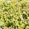 Иконка канала 🌰OBoщepe3ka🥗