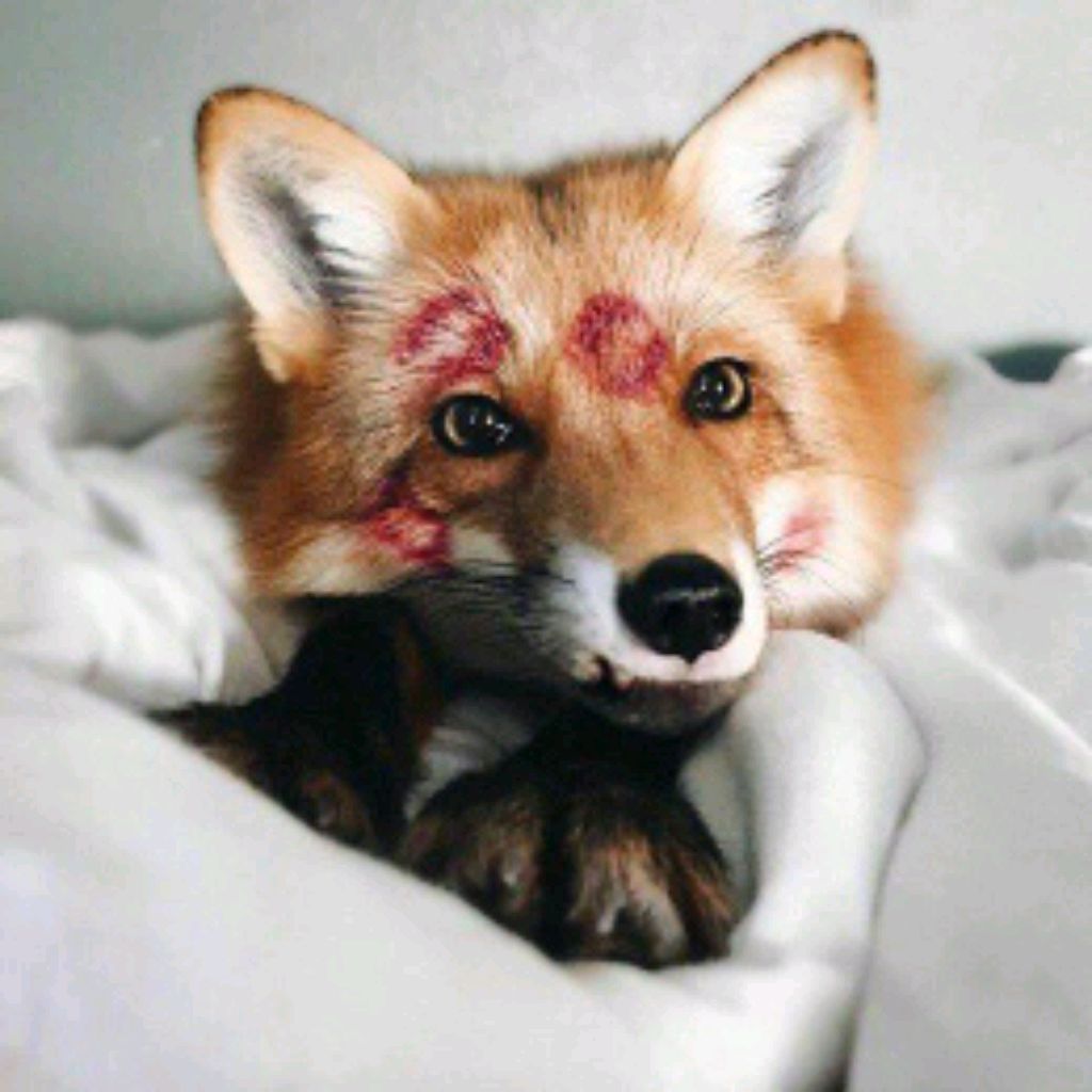 Иконка канала Соня_fox