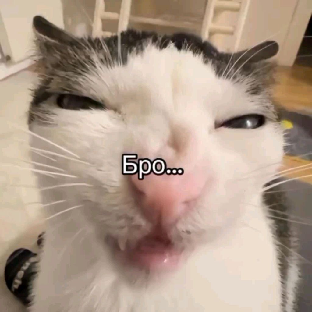 Иконка канала TURKEY KITTY 🦃😺✨
