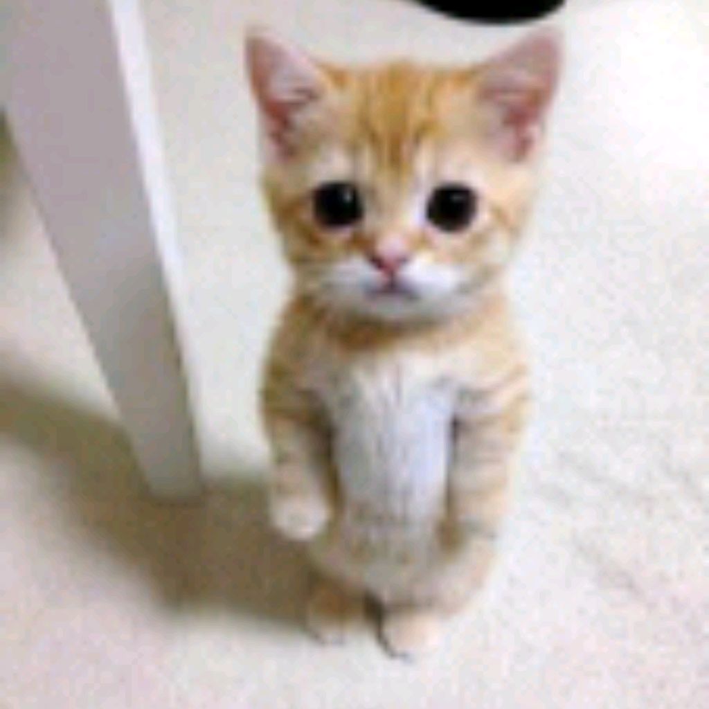 Иконка канала Котики🐈