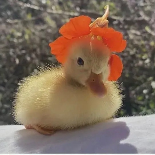 Иконка канала 𝐶𝑎𝑛𝑡𝑒𝑟𝑙𝑜𝑡𝑁𝑒𝑤𝑠🌼
