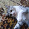 Иконка канала Приключения дома