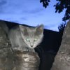 Иконка канала Сафия Стар
