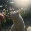 Иконка канала CatLife`}