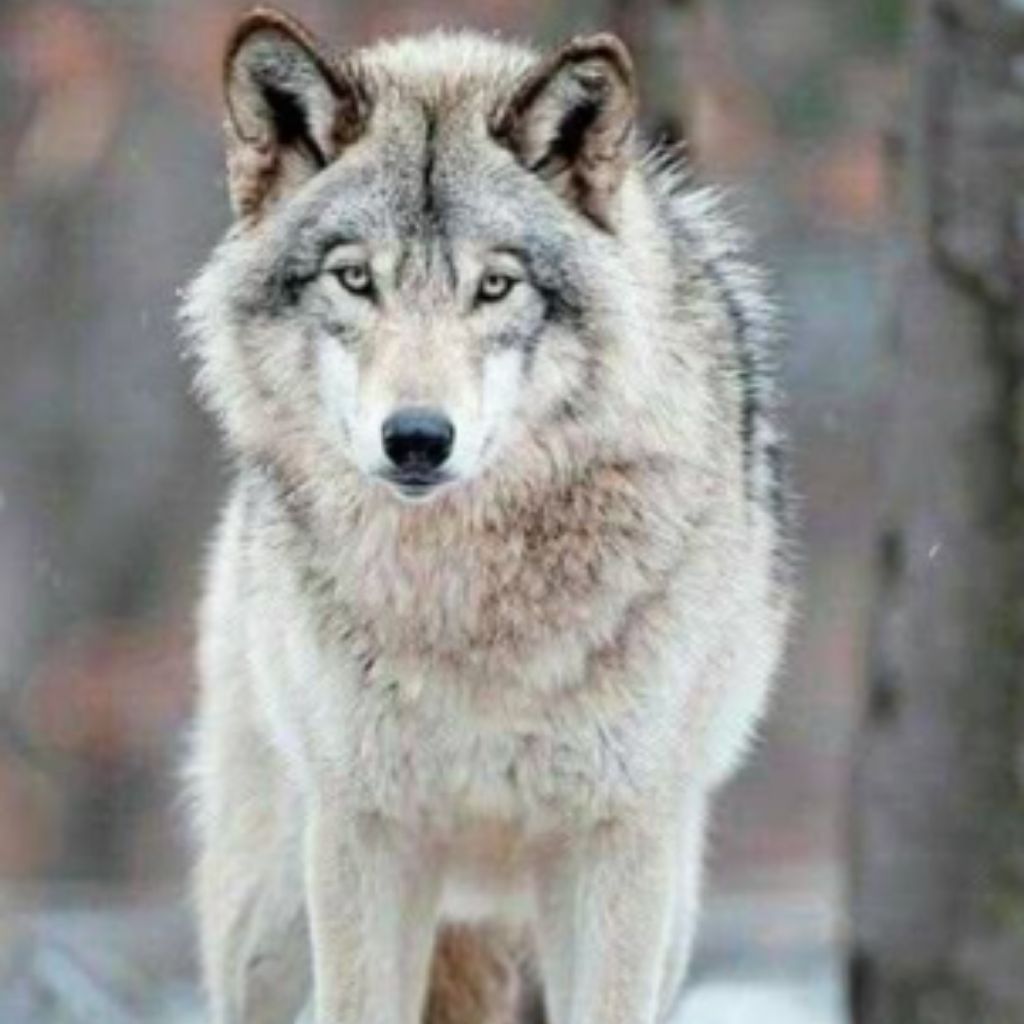 Иконка канала Шуша wolf