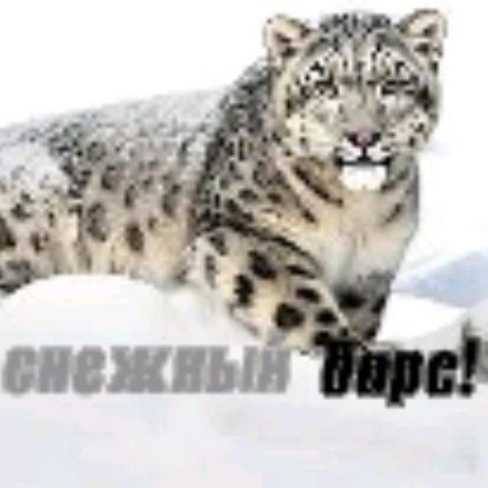 Иконка канала Снежный Барс
