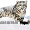 Иконка канала Снежный Барс