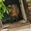 Иконка канала тубзи и шмубзи