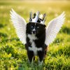 Иконка канала Великая Юкиша 1-ая🐺🔥❤️