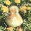 Иконка канала 🐤[•ᎽᙢᏦᗣ-ᙅᙢᗝᖘ•] 🐤