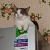 Иконка канала Таня и Хвостатые🐈🐈⬛