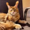 Иконка канала Уникум питомник кошек породы Мейн-кун