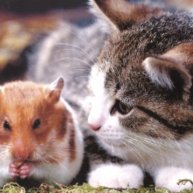 Иконка канала Hamster 🐹 and cat 🐱.☑