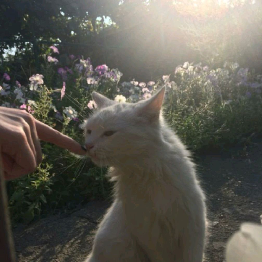 Иконка канала CatLife`}