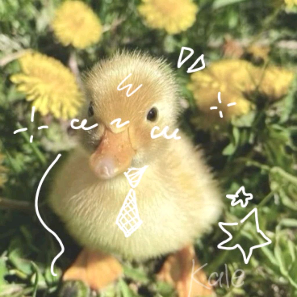 Иконка канала 🐤[•ᎽᙢᏦᗣ-ᙅᙢᗝᖘ•] 🐤