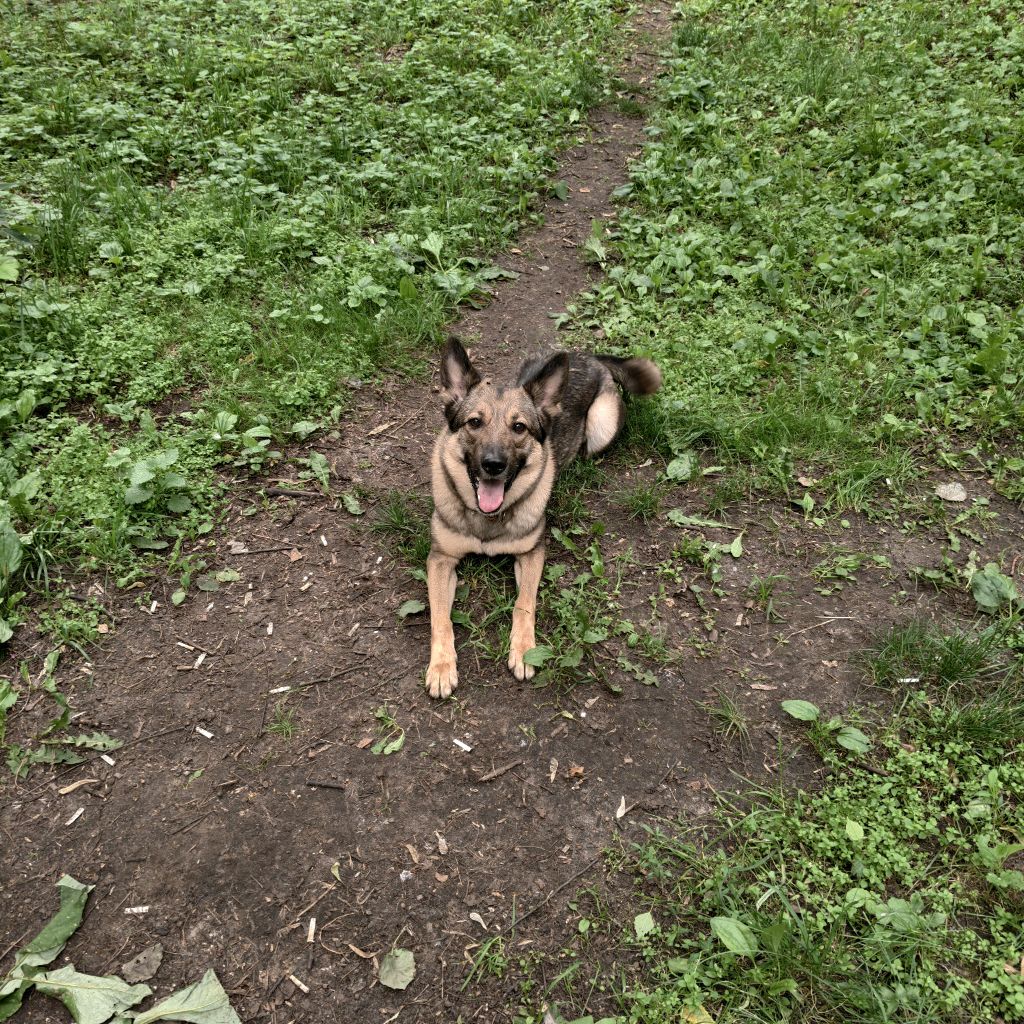 Иконка канала 🐶Собака-улыбака🐕