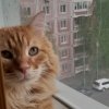 Иконка канала МЯТНЫЙ КОТ