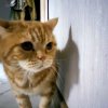 Иконка канала Булькс