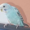 Иконка канала Жизнь волнистика