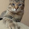 Иконка канала Асмр от Животных