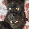 Иконка канала КОТИКИ и не только
