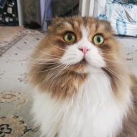 Иконка канала 🌟 •Котя4ность•🌟