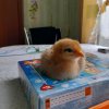 Иконка канала َ