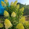 Иконка канала Рамзия Шатунова