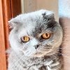Иконка канала Алиса в стране Майнкрафта💫