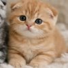 Иконка канала Сенька89квернулся! Корабли Из Картона И Пластилина